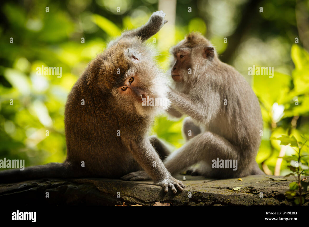 Long Tailed Macaques, Monkey Forest Sanctuary, Ubud, Bali, Indonesia ...