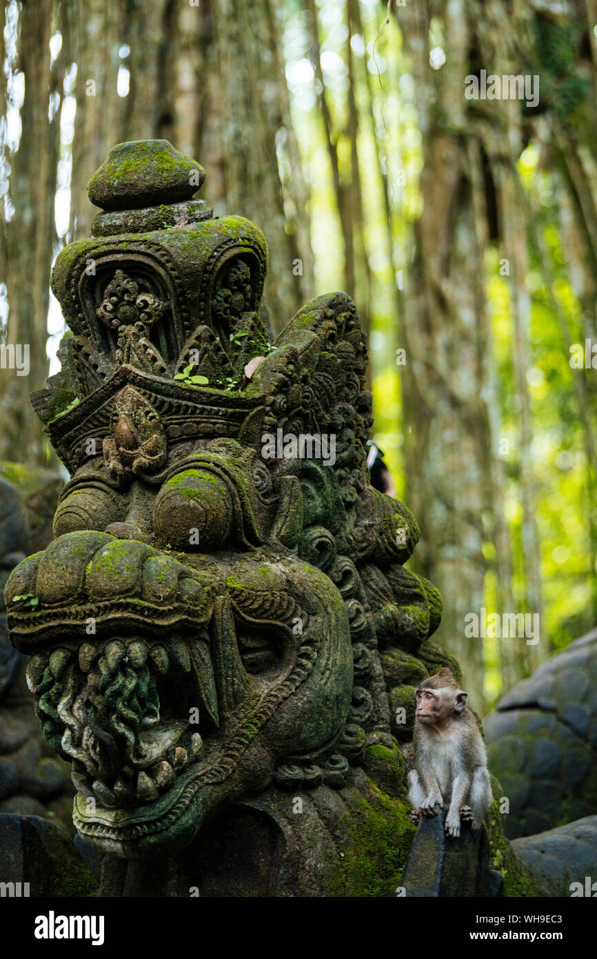 Monkey Forest Sanctuary, Ubud, Bali, Indonesia, Southeast Asia, Asia ...