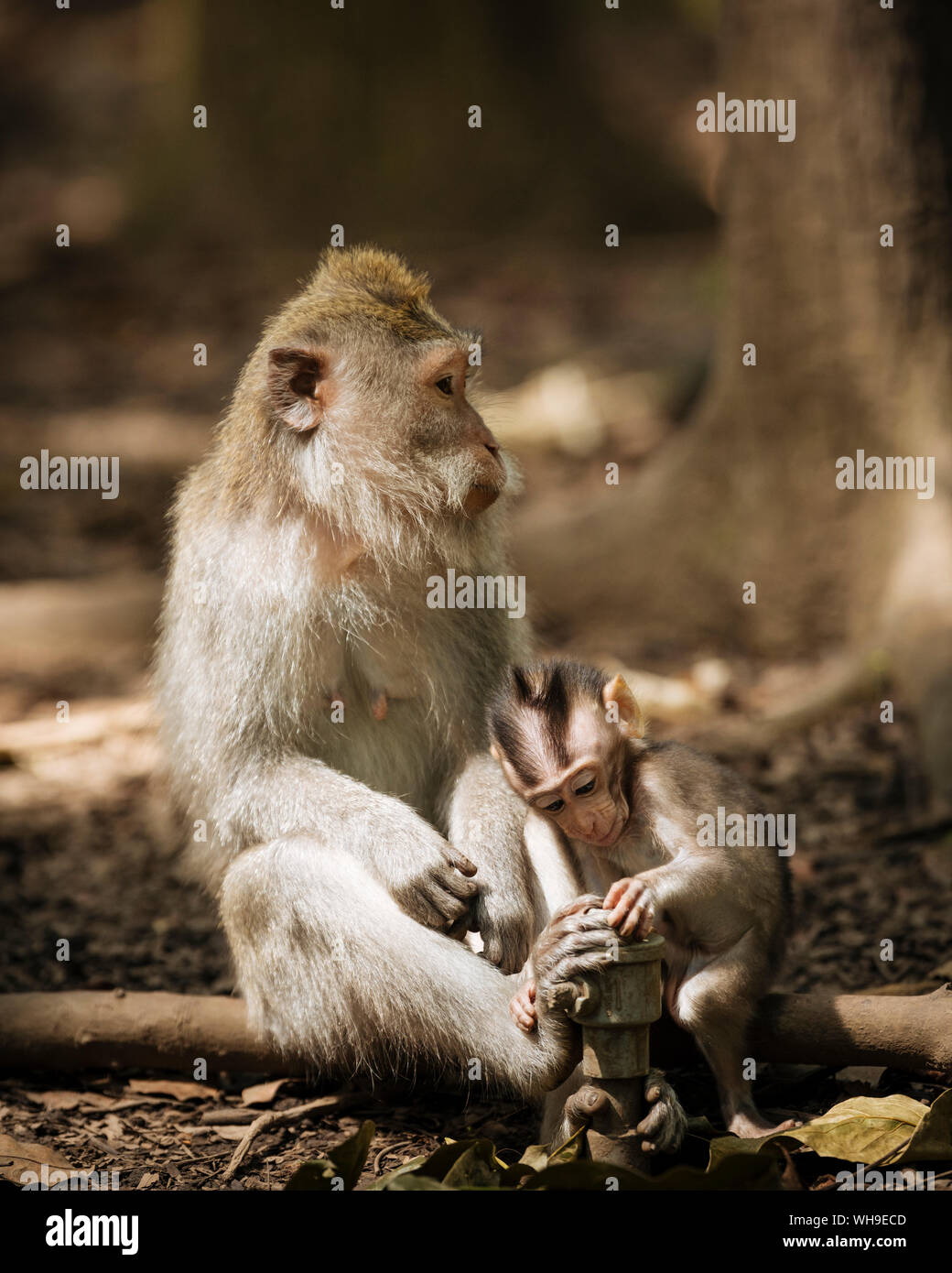 Monkey and baby long tailed Macaques playing with tap, Monkey Forest ...