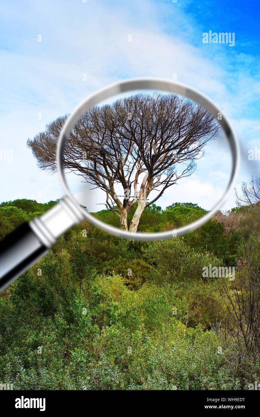Study of tree diseases with an old dead pine tree in a pine tree forest ...