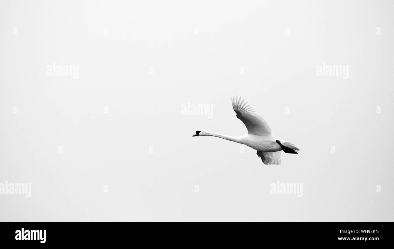 Swan Flying Low High Resolution Stock Photography and Images - Alamy