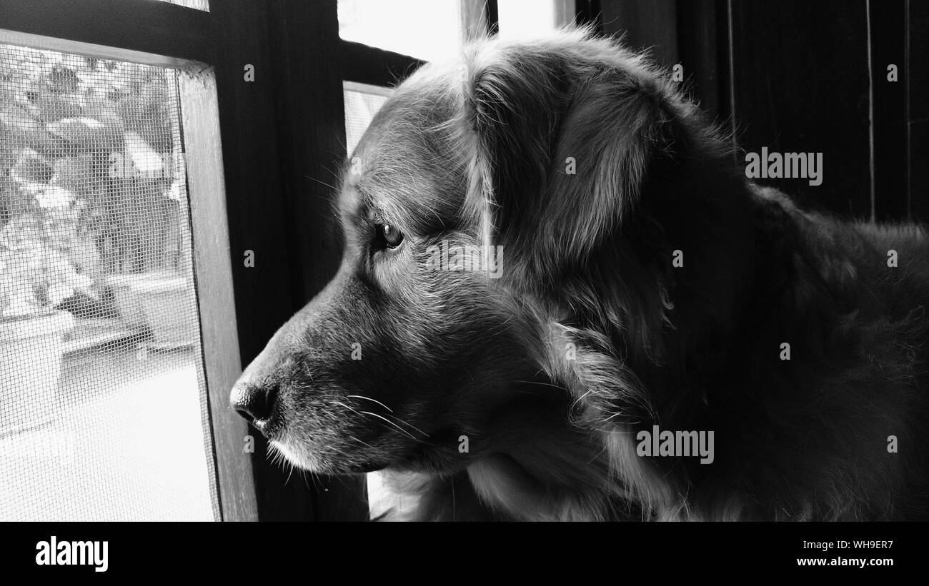 Dog head window Black and White Stock Photos & Images - Alamy