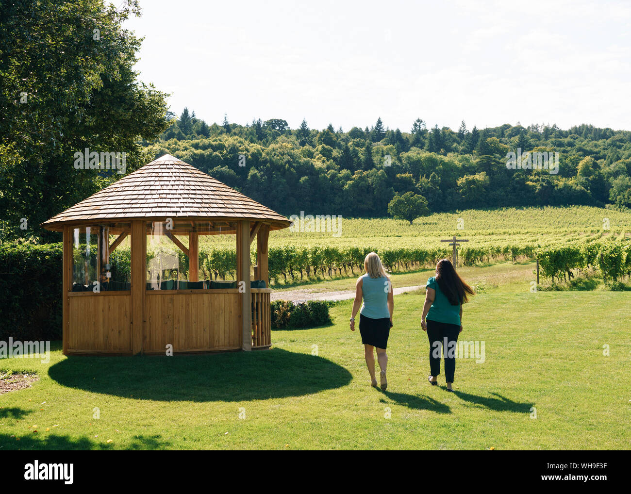 Denbies Wine Estate, the largest vineyard in the UK Stock Photo - Alamy