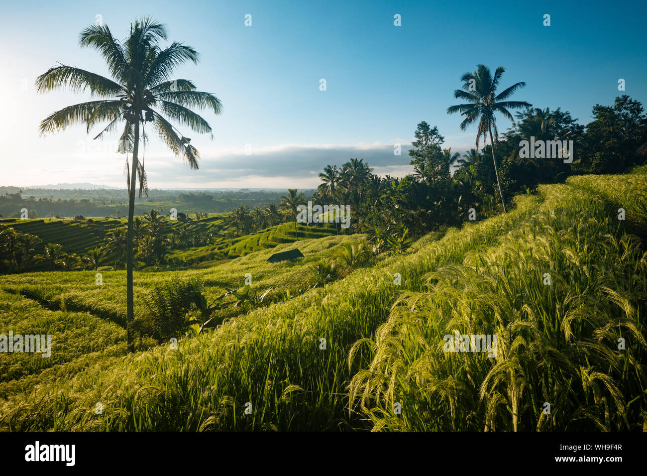Tabanan bali hi-res stock photography and images - Alamy