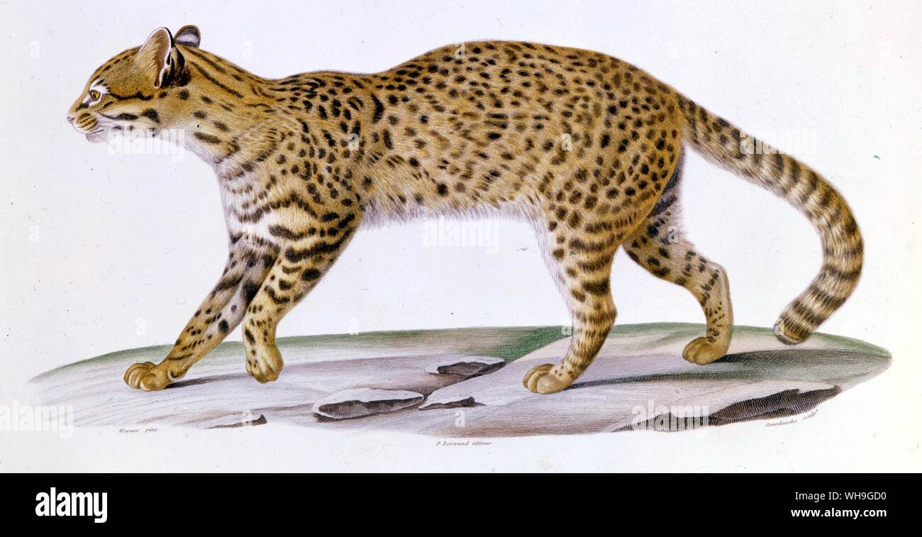 Geoffrey's cat hi-res stock photography and images - Alamy