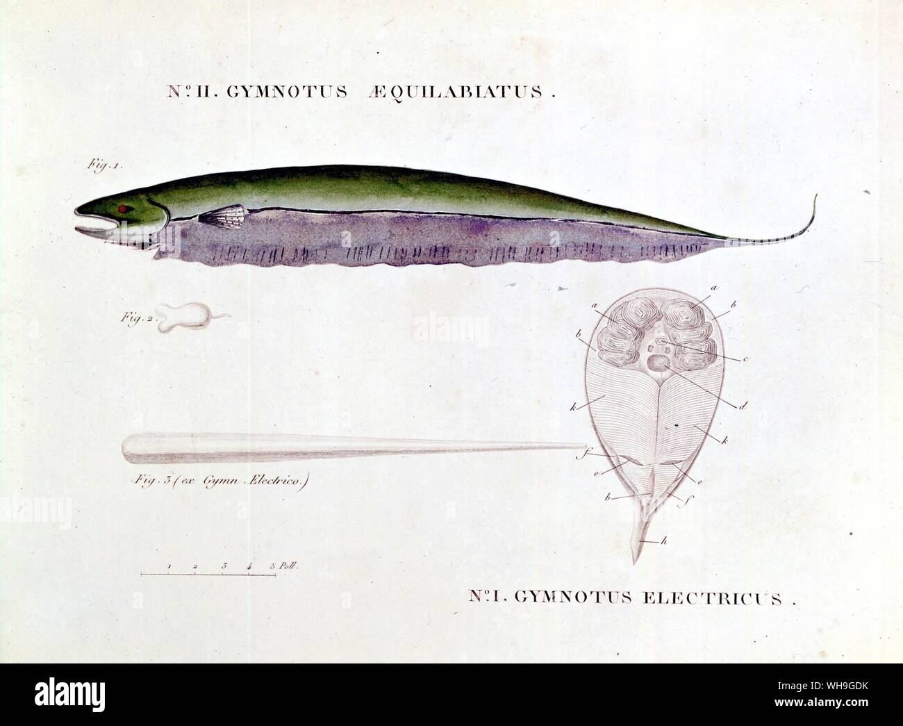 Electric eel hi-res stock photography and images - Alamy