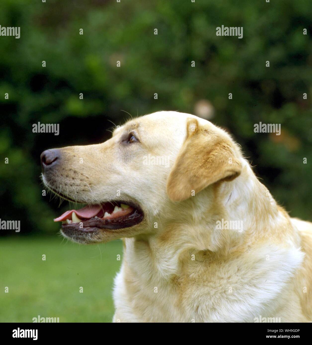 Golden Labrador Dog Stock Photo - Alamy