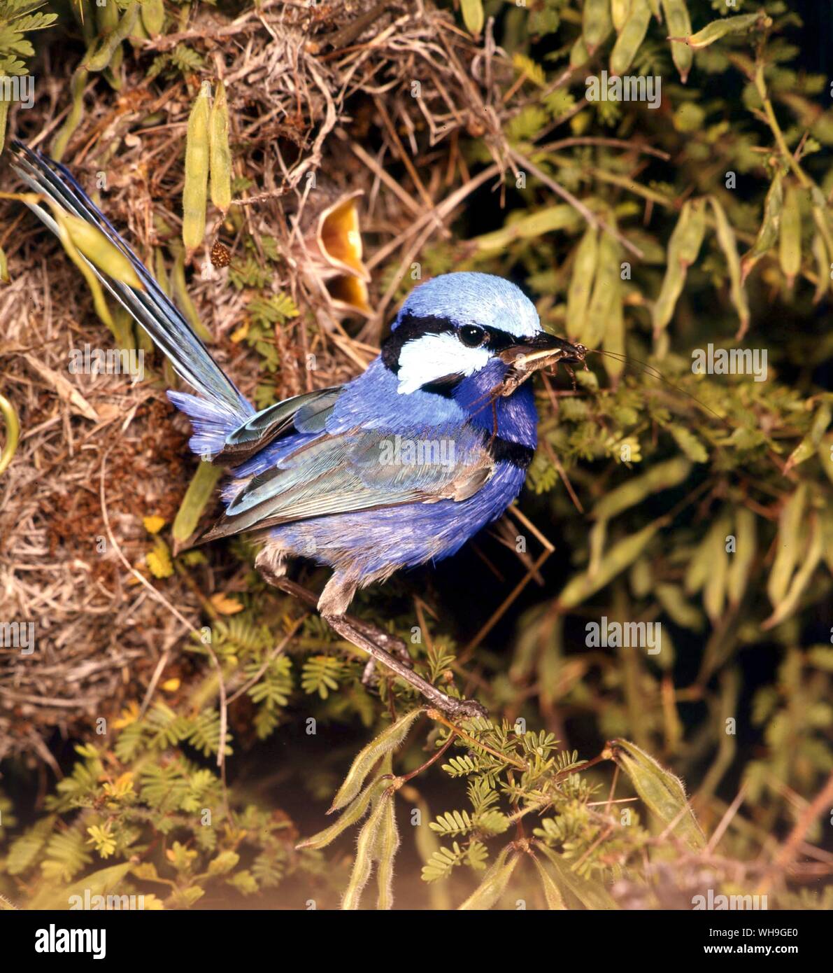 Turquoise bird hi-res stock photography and images - Alamy