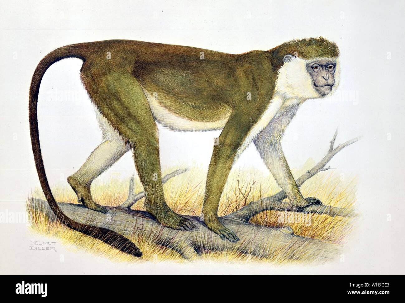 Illustration of Primate Colubus Verus Stock Photo - Alamy