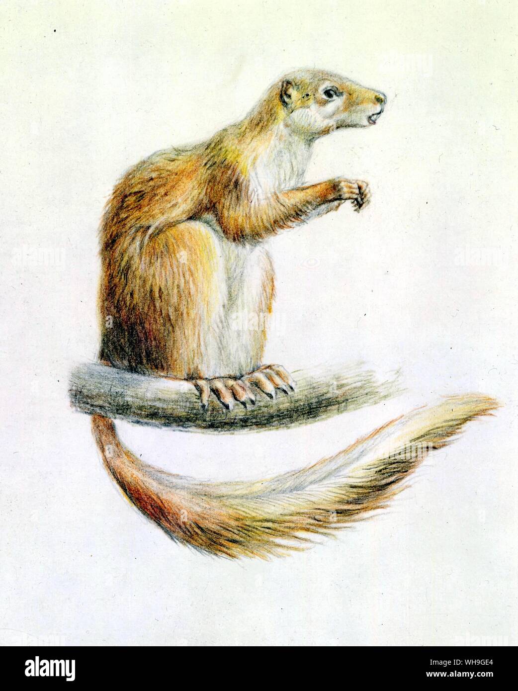 Mammal image hi-res stock photography and images - Alamy