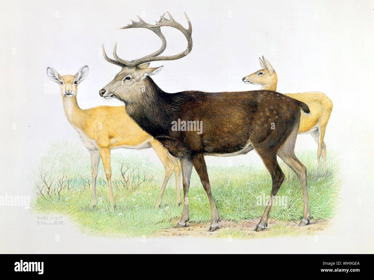 Illustration of Deer Stock Photo - Alamy