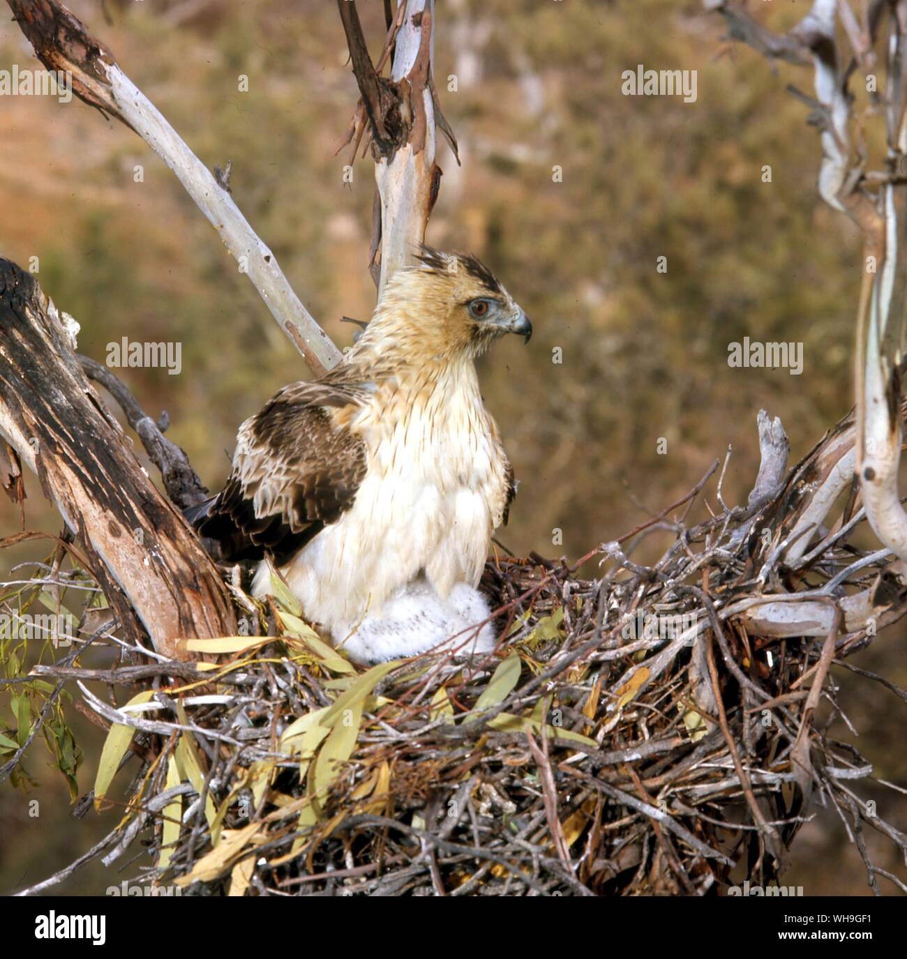 Eagle hi-res stock photography and images - Alamy