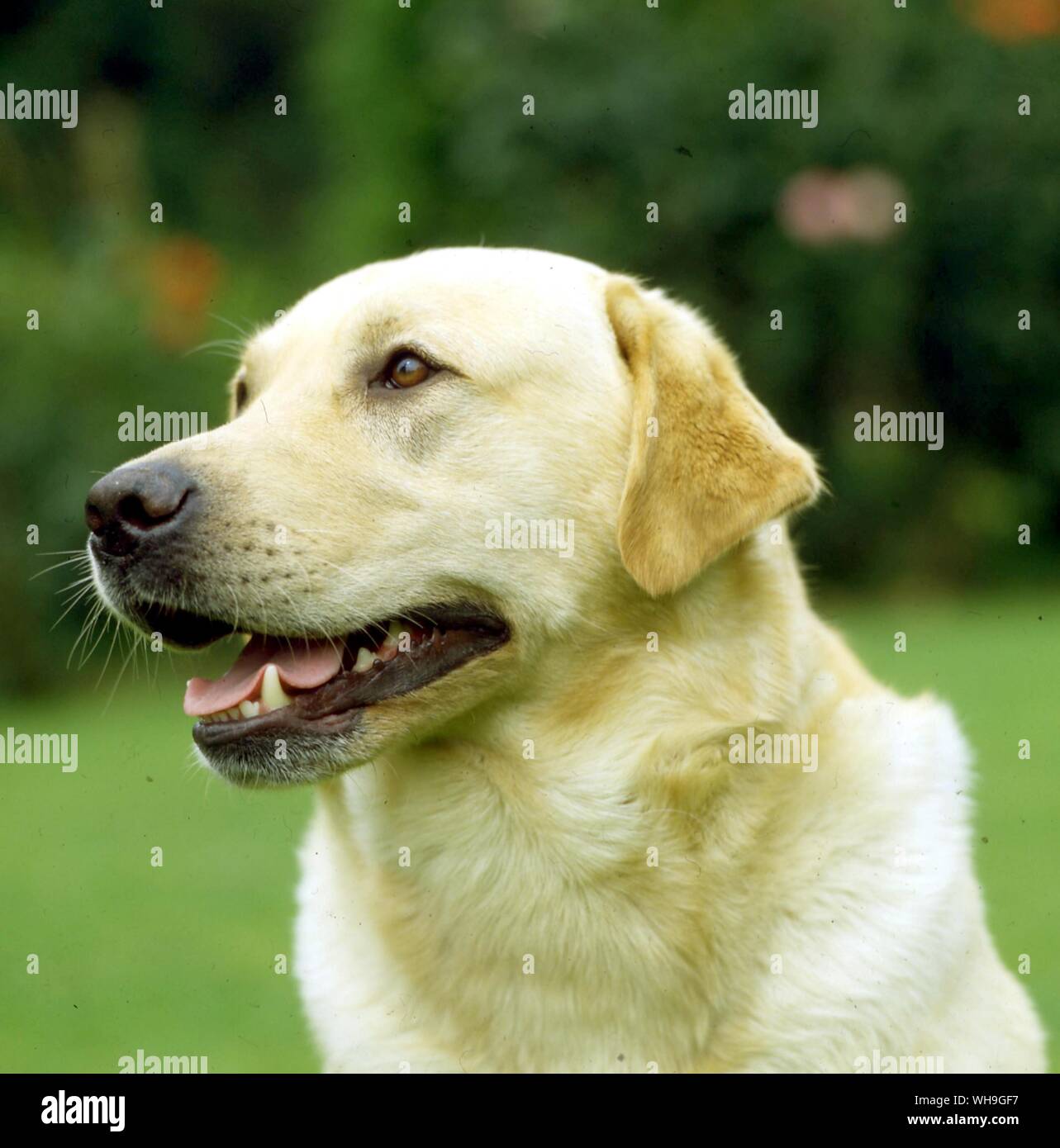Golden labrador hi-res stock photography and images - Alamy
