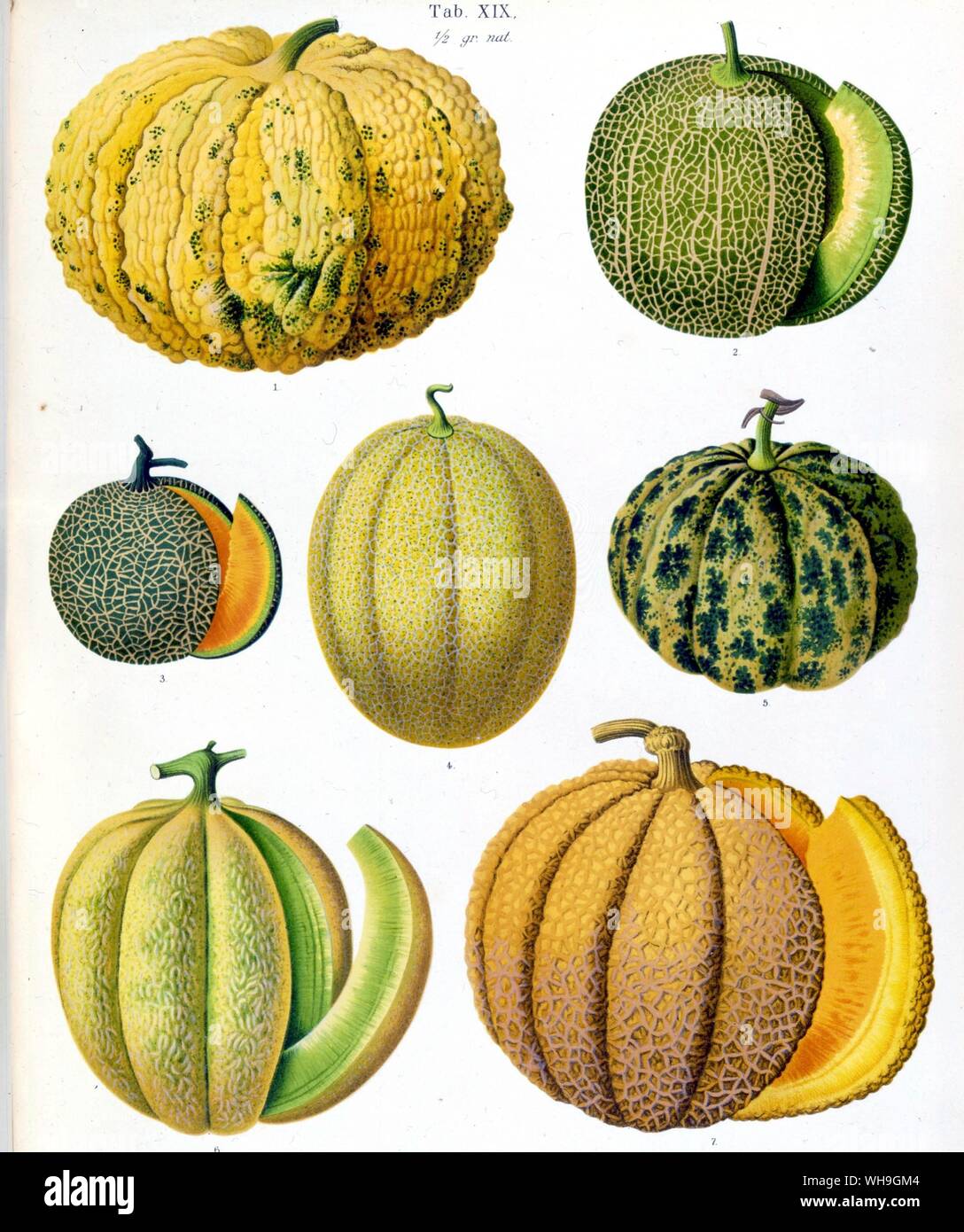 Melons hi-res stock photography and images - Alamy