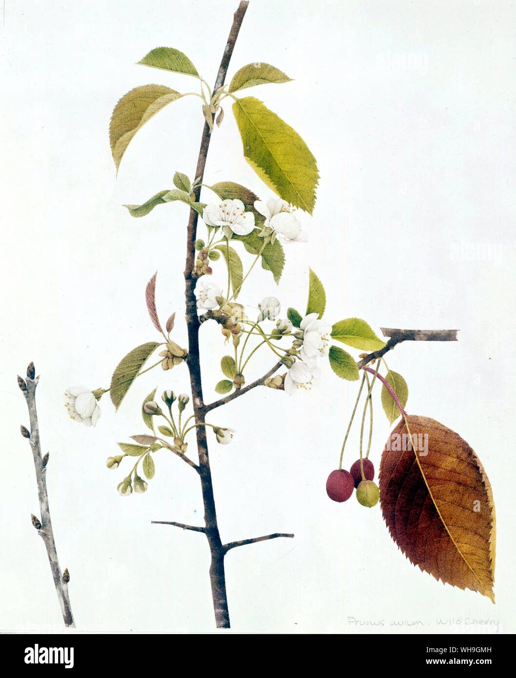 Wild cherry hi-res stock photography and images - Alamy