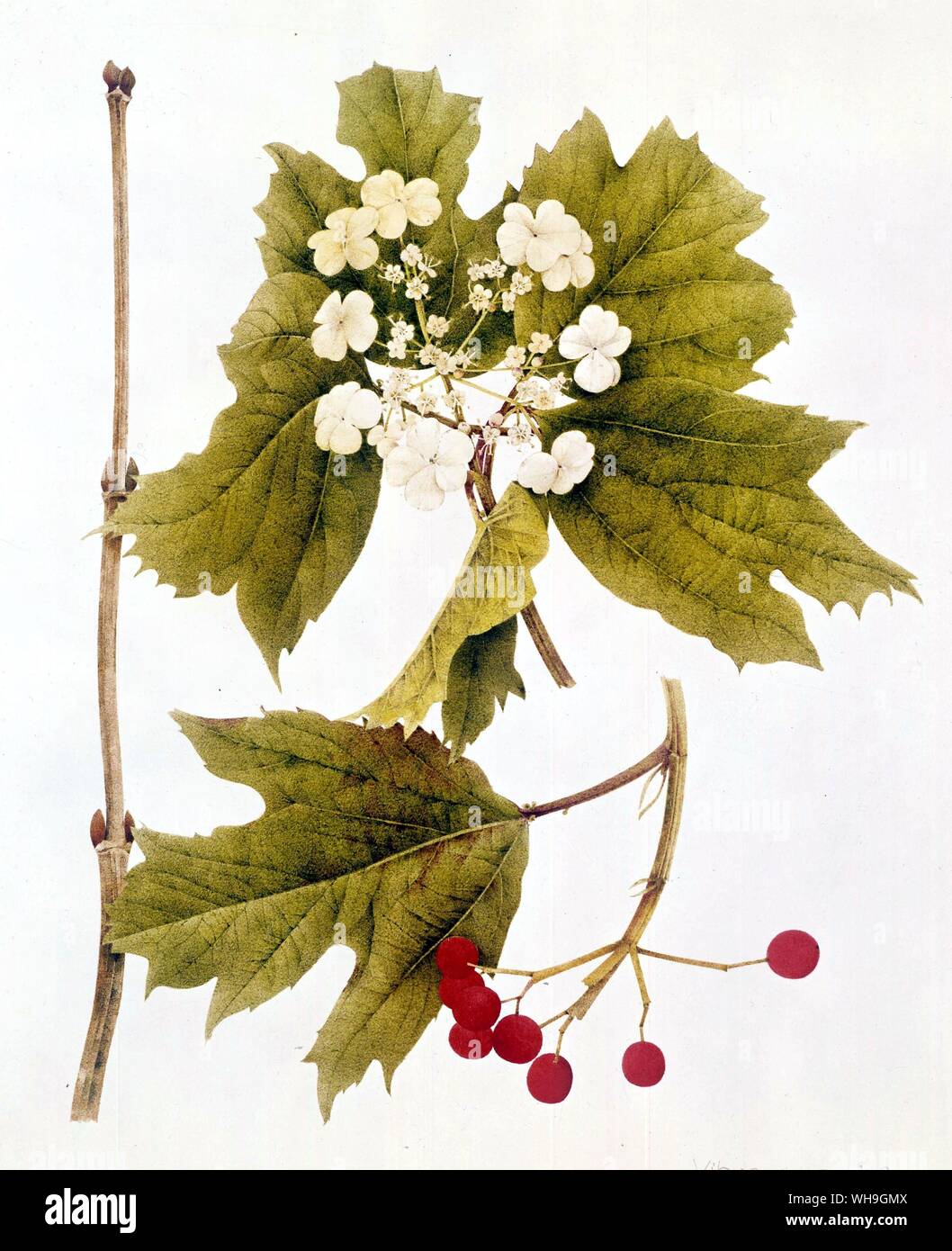 Guelder rose hi-res stock photography and images - Alamy