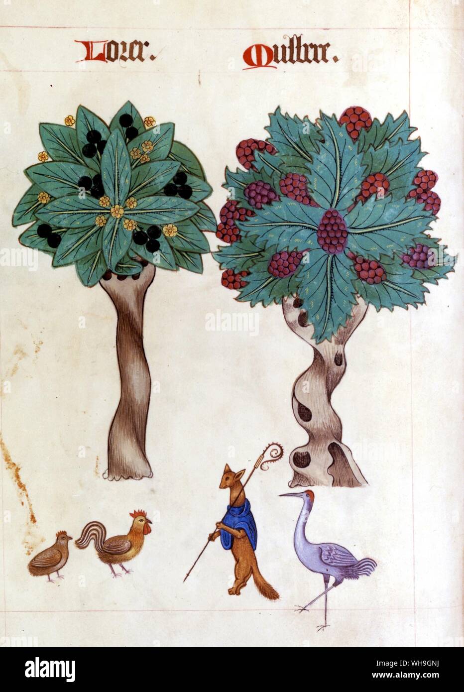 History of trees hi-res stock photography and images - Alamy