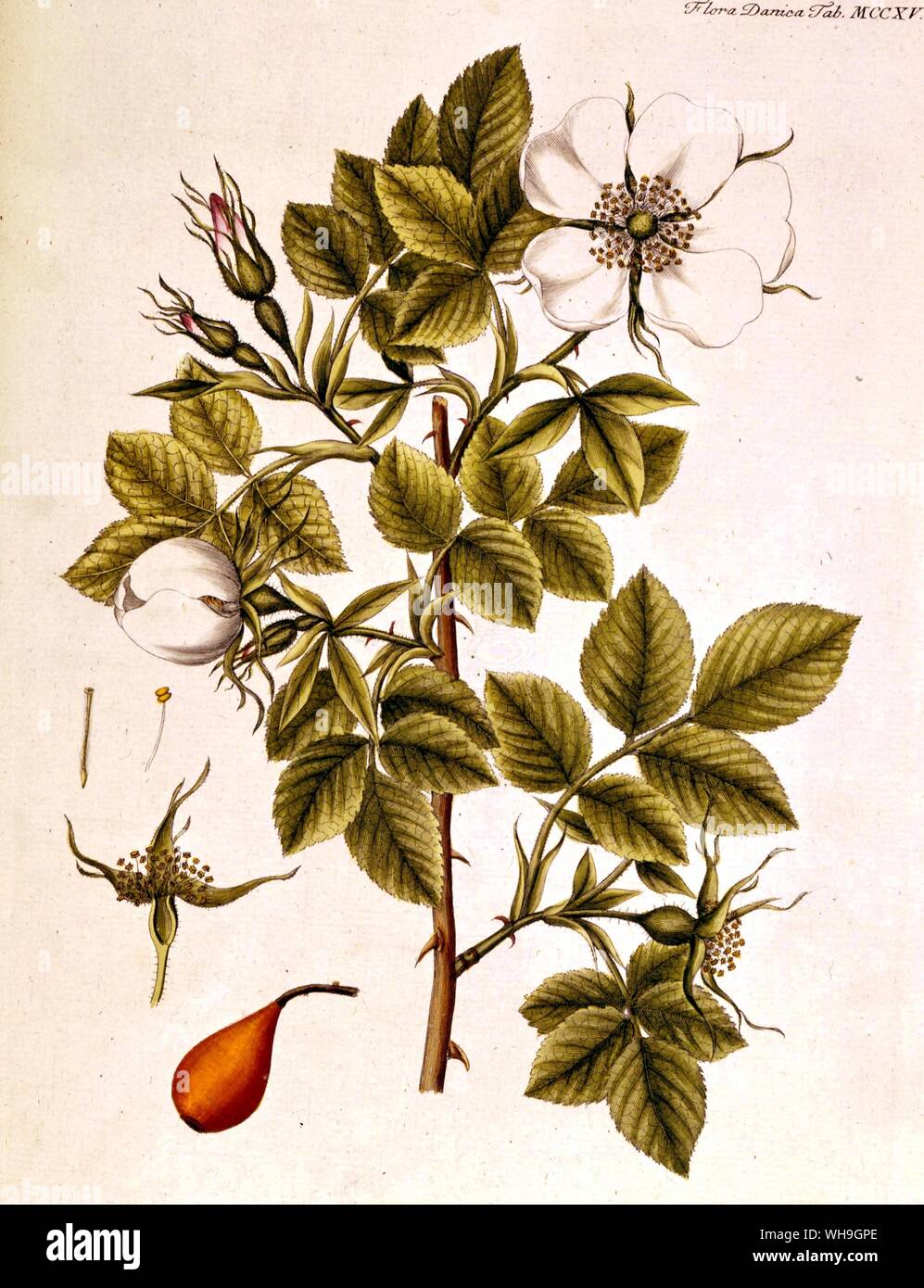 Rosa damascena hi-res stock photography and images - Alamy