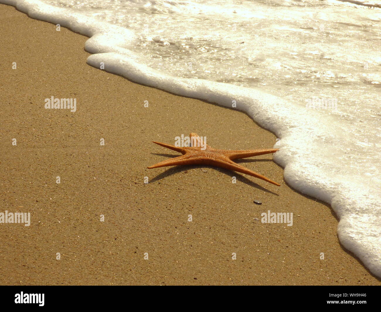 Dead starfish shore hi-res stock photography and images - Alamy