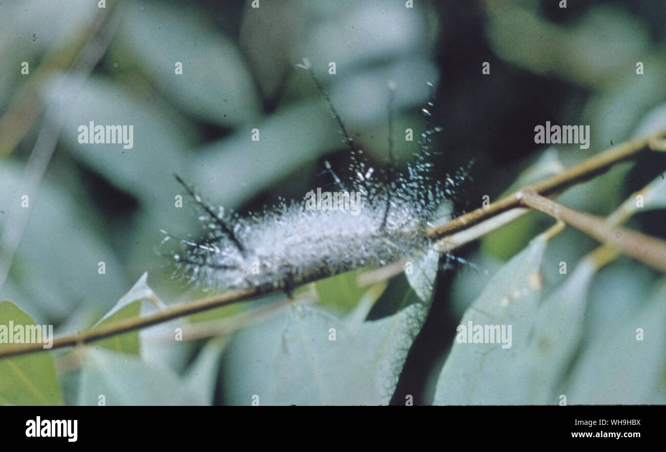 Automeris hi-res stock photography and images - Alamy