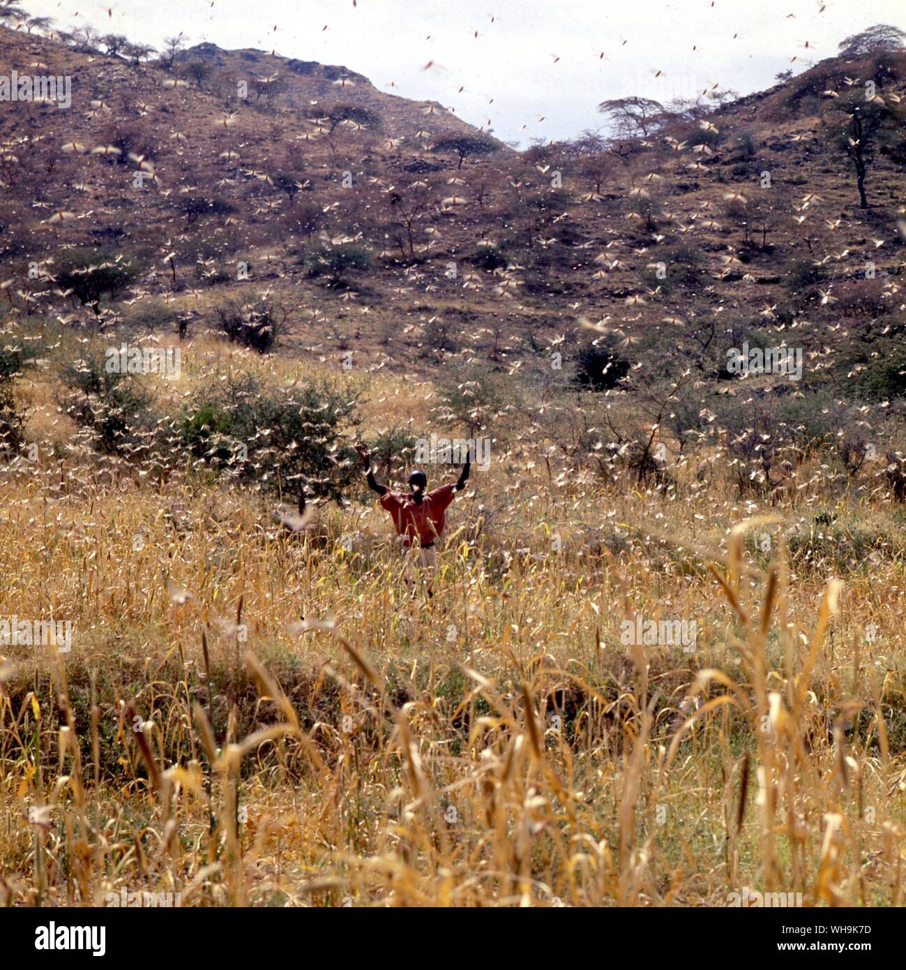 Locusts africa hi-res stock photography and images - Alamy