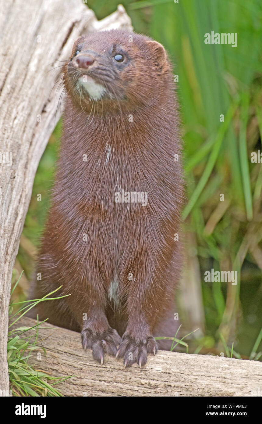AMERICAN MINK Mustela Vison Captive Stock Photo - Alamy
