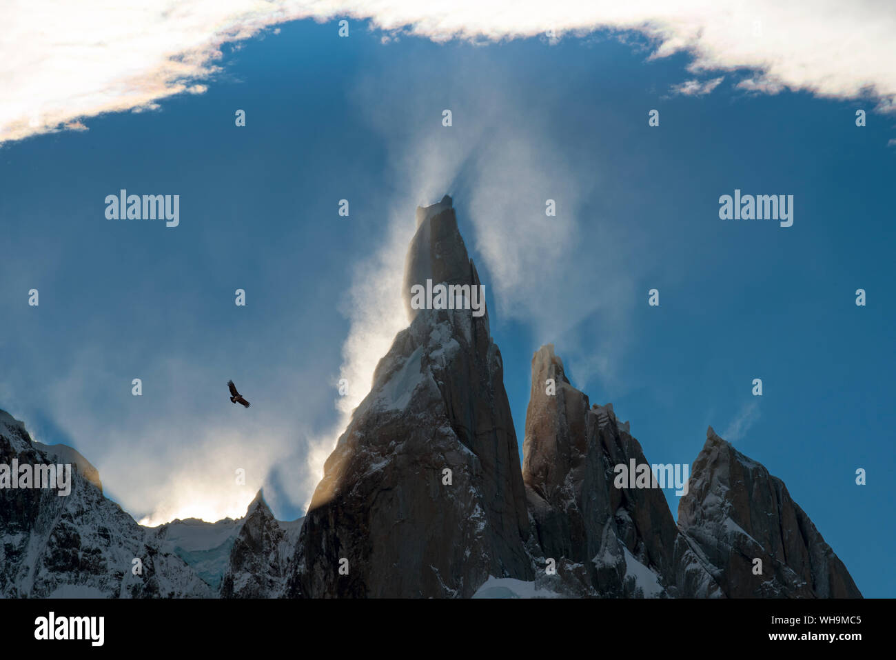 Condor flying at Cerro Torres, Los Glaciares National Park, UNESCO ...