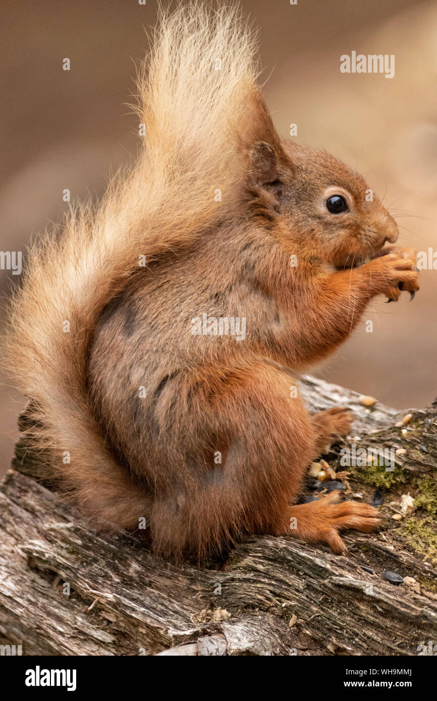 Drey squirrel High Resolution Stock Photography and Images - Alamy