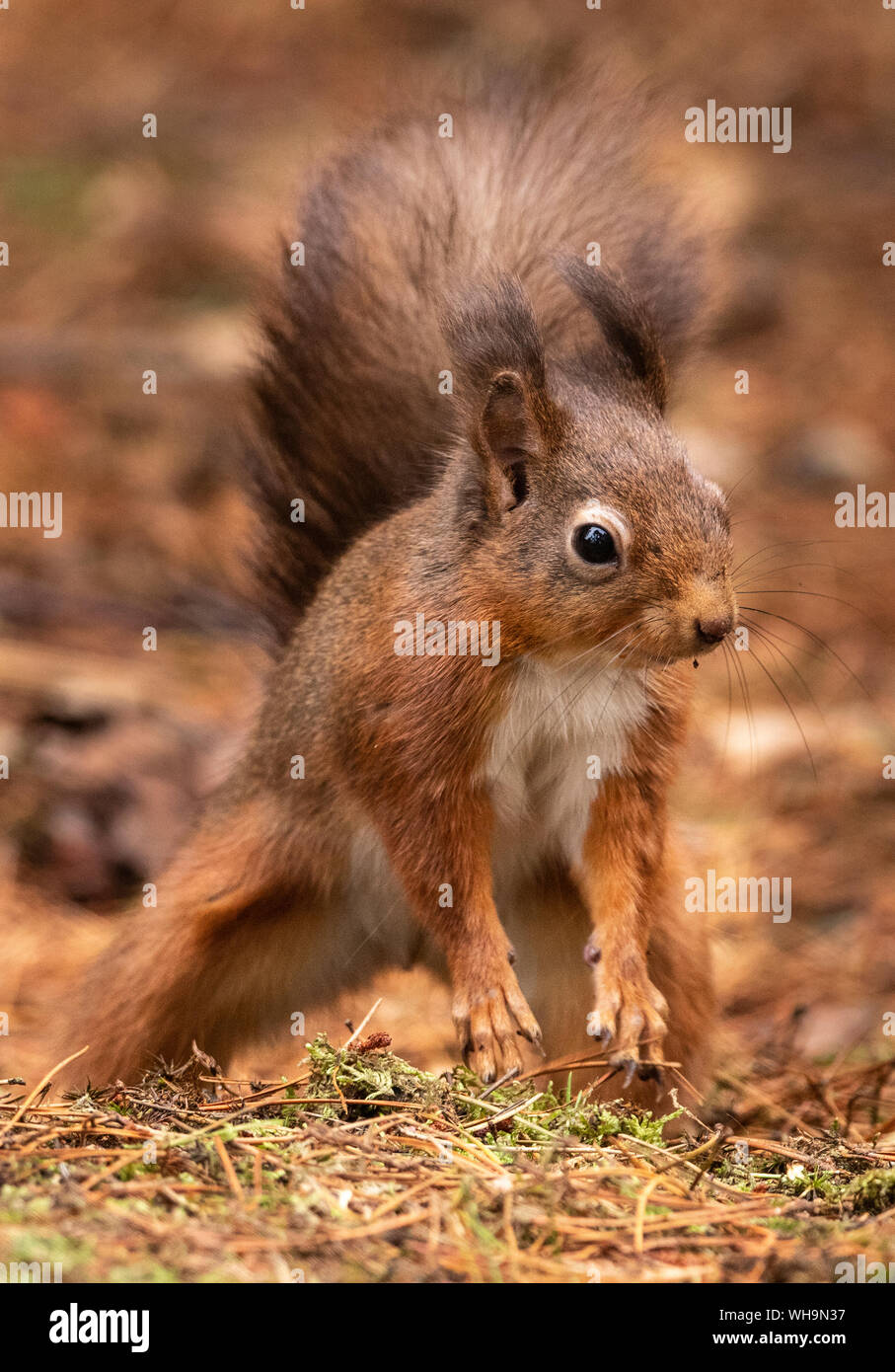 Ready steady go hi-res stock photography and images - Alamy
