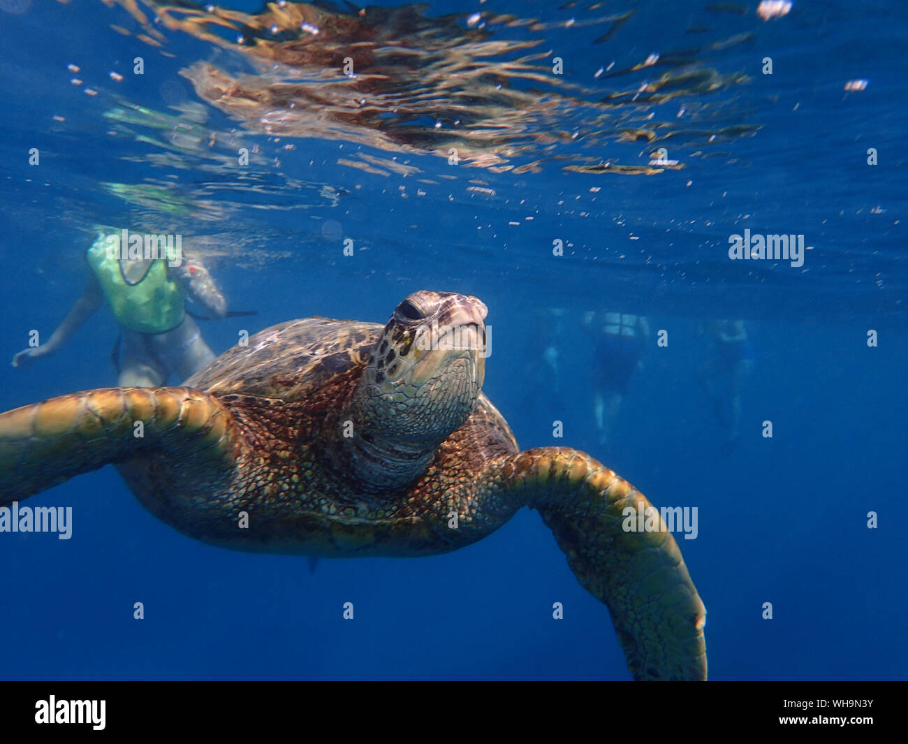 Turtle people hi-res stock photography and images - Alamy