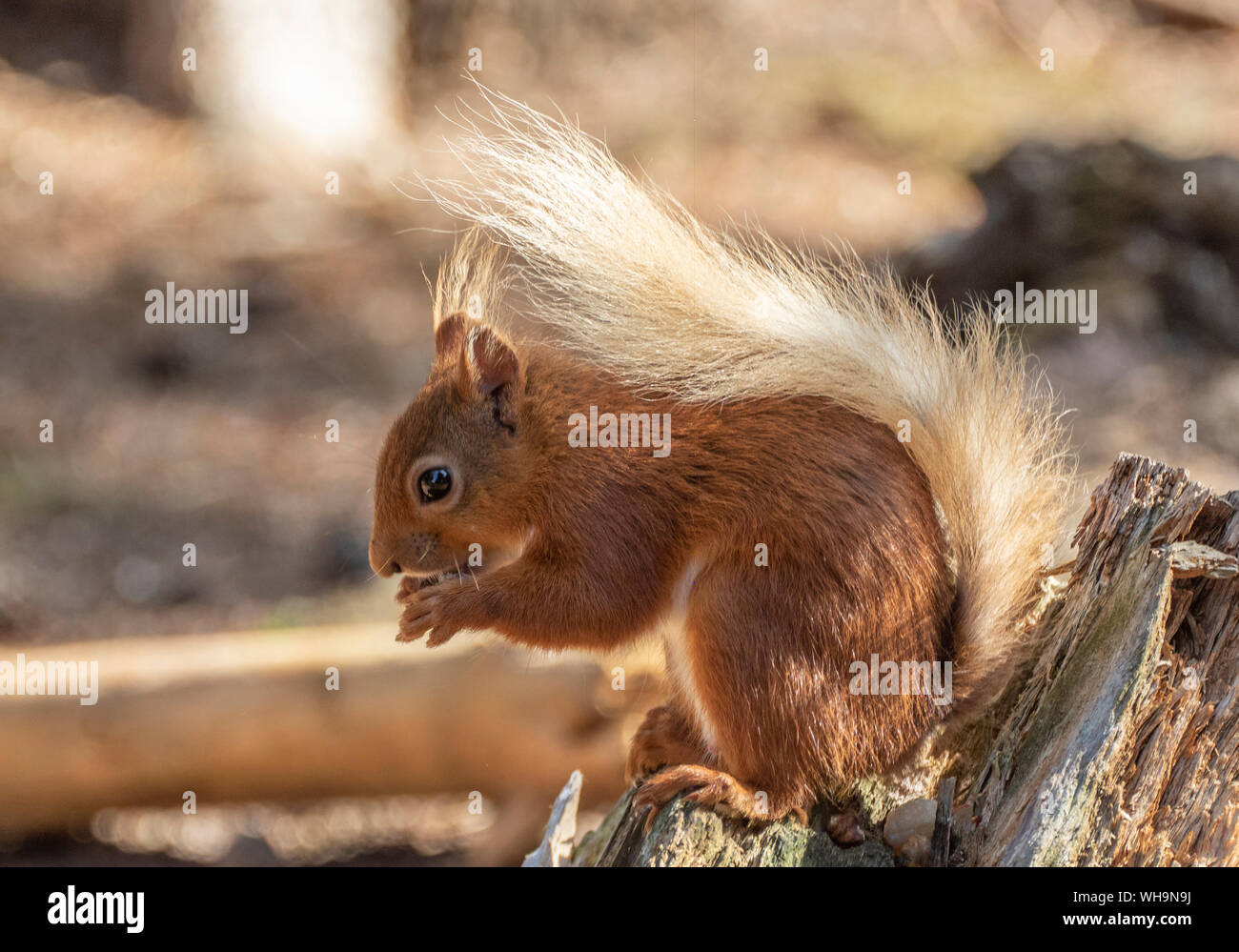 Drey squirrel High Resolution Stock Photography and Images - Alamy