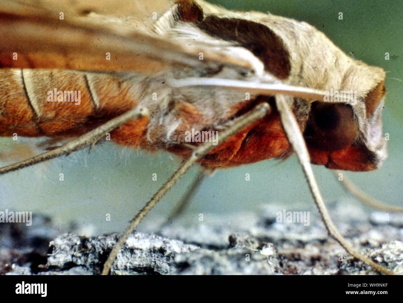 Brazil moth hi-res stock photography and images - Alamy