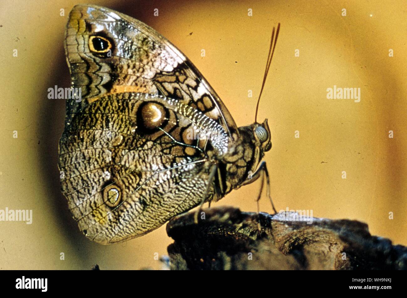 Butterfly hi-res stock photography and images - Alamy