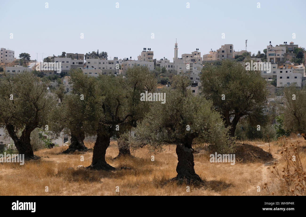 View across olive tree orchard of the outskirts of Hebron a Palestinian ...