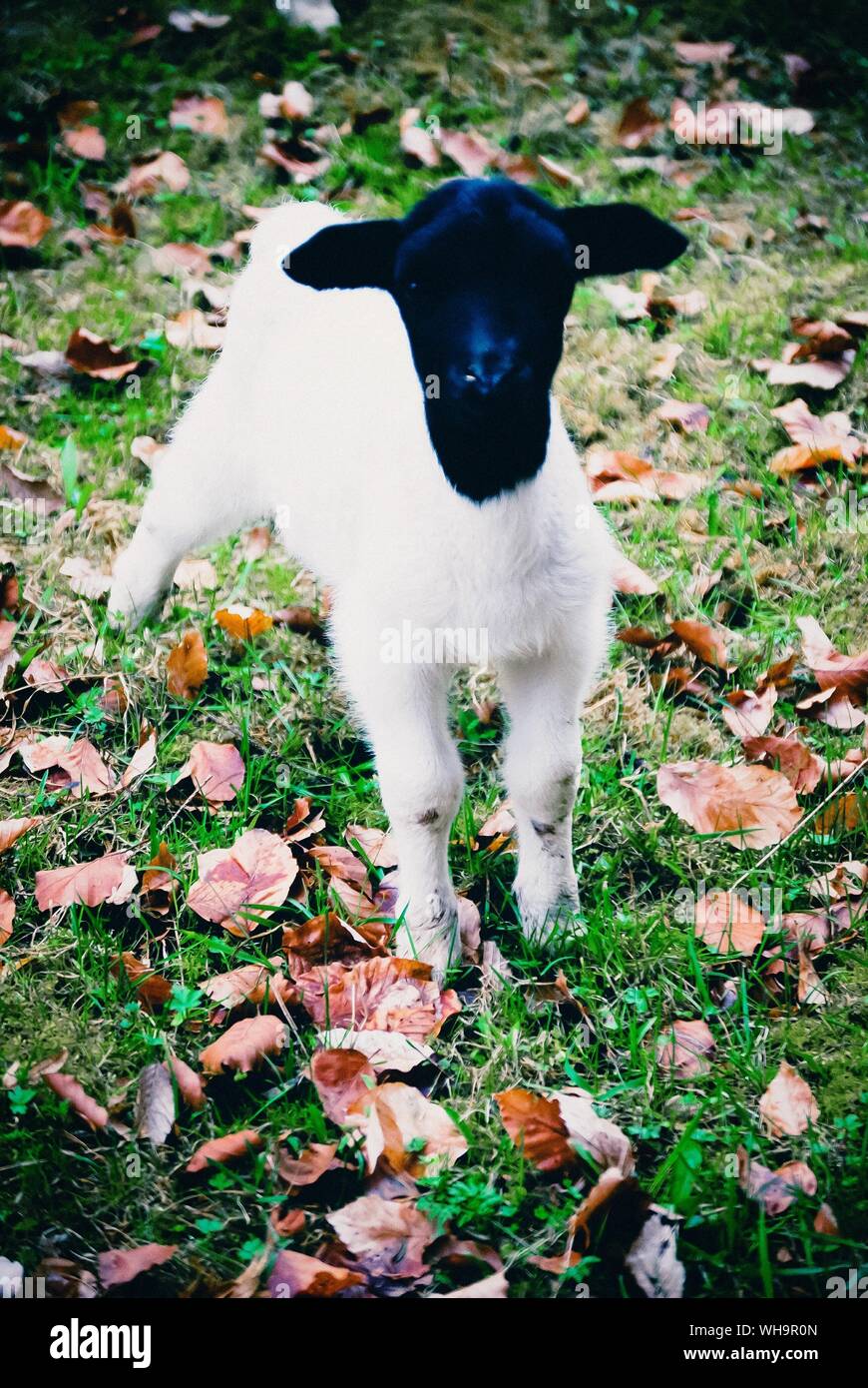 Baby sheep hi-res stock photography and images - Alamy