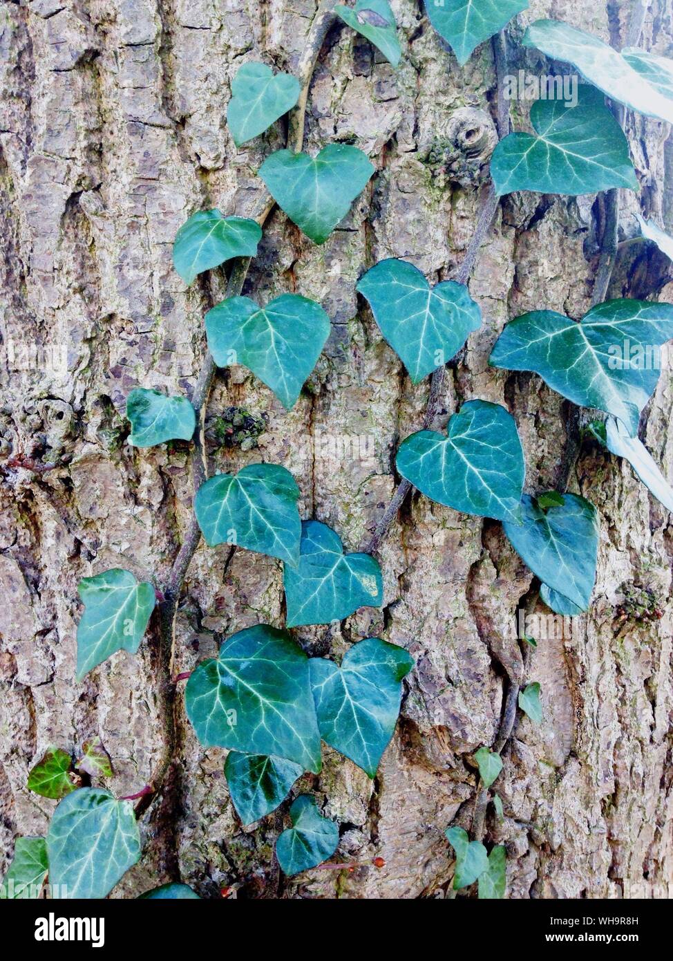 Ivy vines hi-res stock photography and images - Alamy