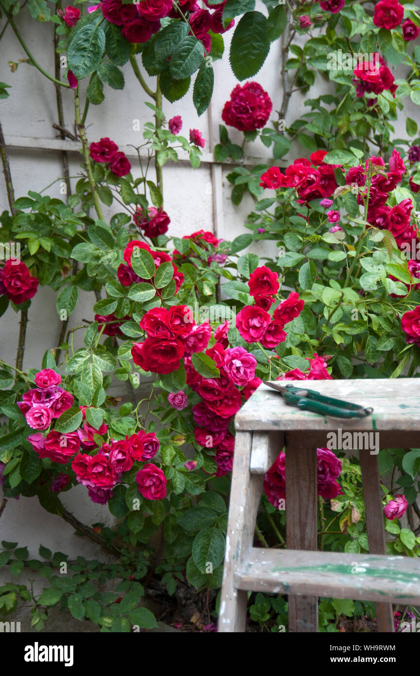 Pruning rambler roses hi-res stock photography and images - Alamy