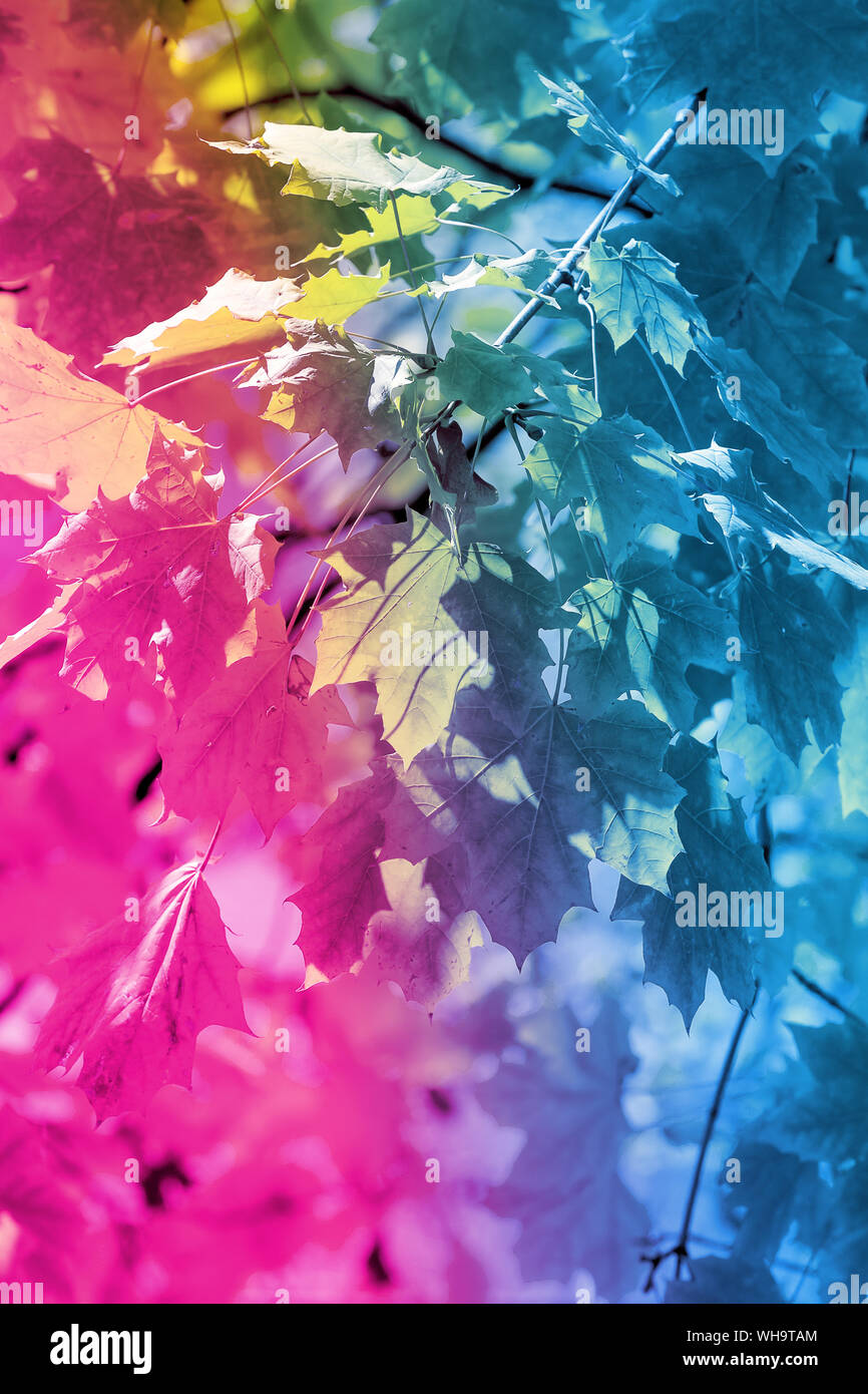 Neon maple leaf hi-res stock photography and images - Alamy