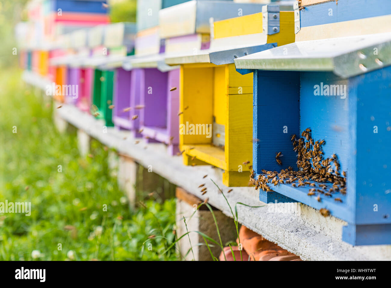Colorful beehives and honeybees Stock Photo - Alamy
