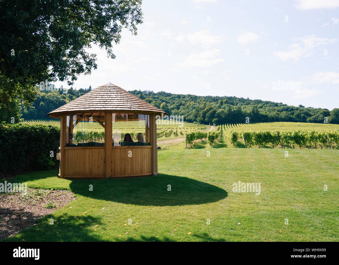 Denbies Wine Estate, the largest vineyard in the UK Stock Photo - Alamy