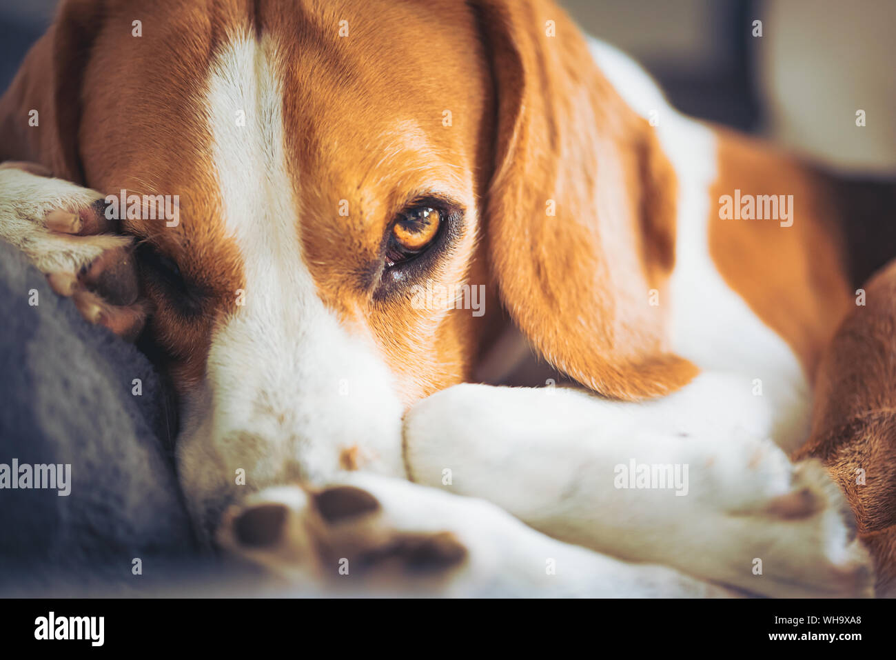 Dog lying on the sofa. Funny beagle pose. Canine background Stock Photo ...