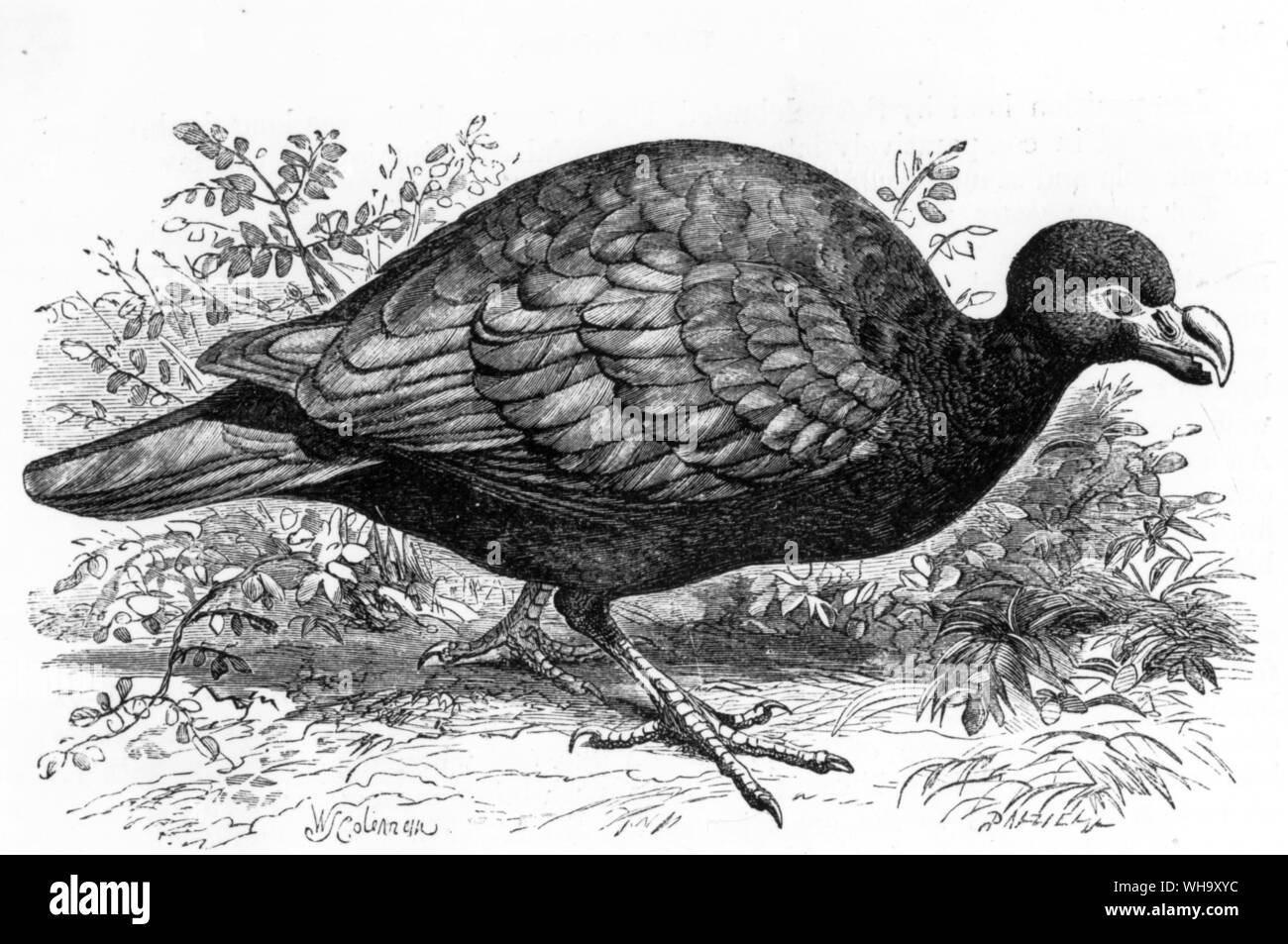 Tooth-billed Pigeon (Didunculus strigirotris), a dodo-like bird from ...
