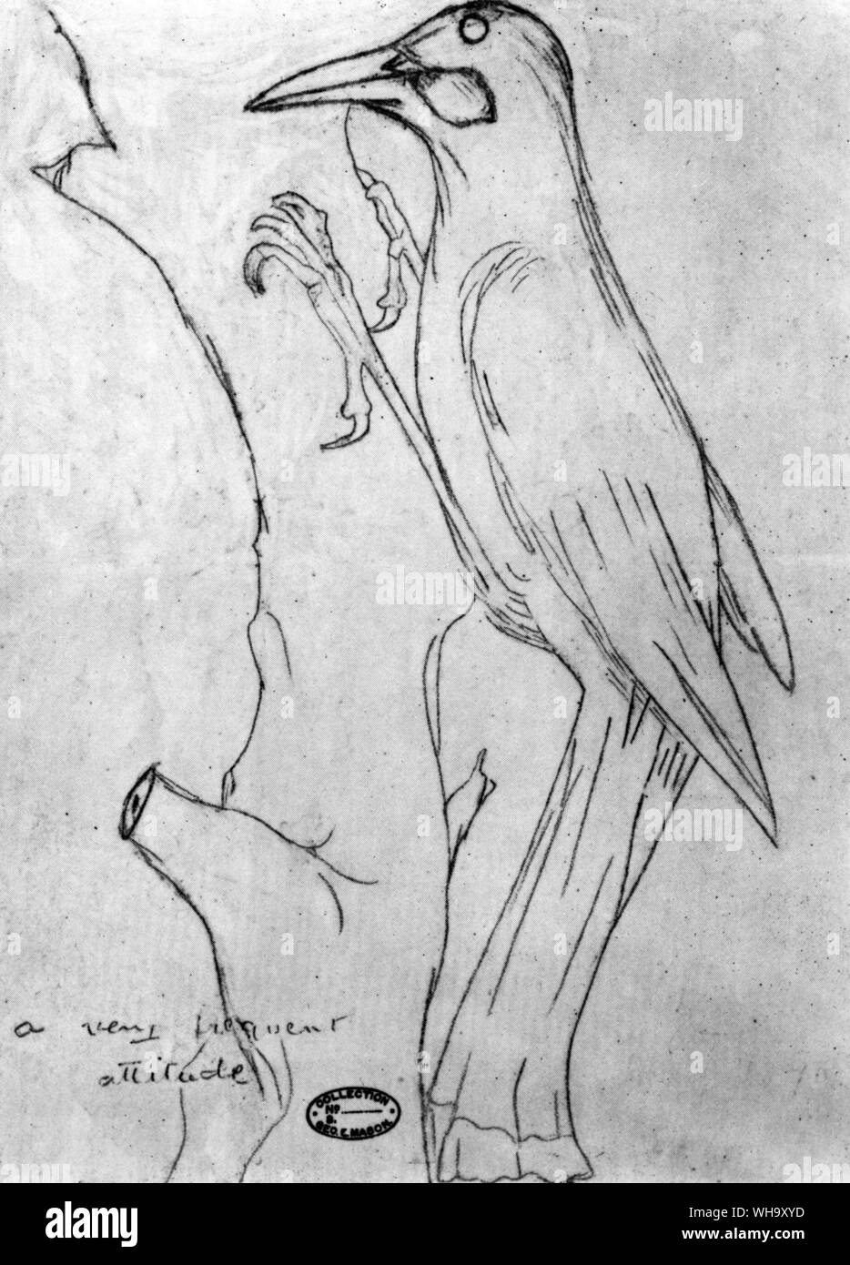 Huia Black and White Stock Photos & Images - Alamy