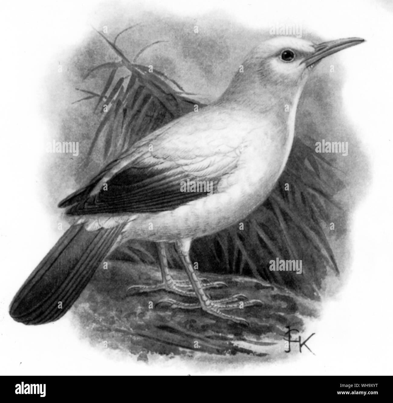 Painting natural history museum london Black and White Stock Photos ...