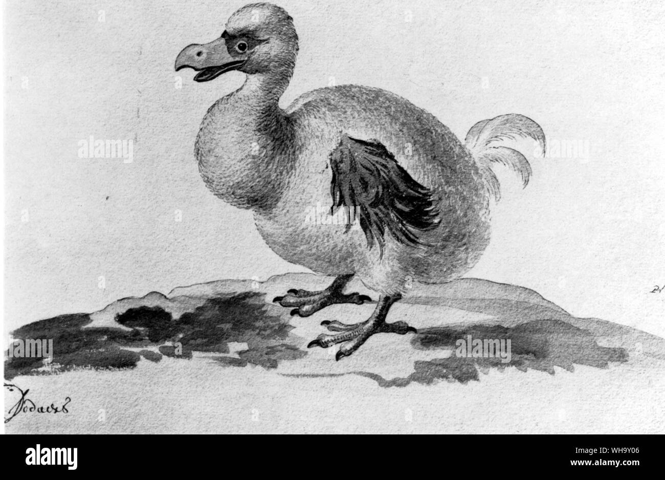 Dodo birds hi-res stock photography and images - Alamy