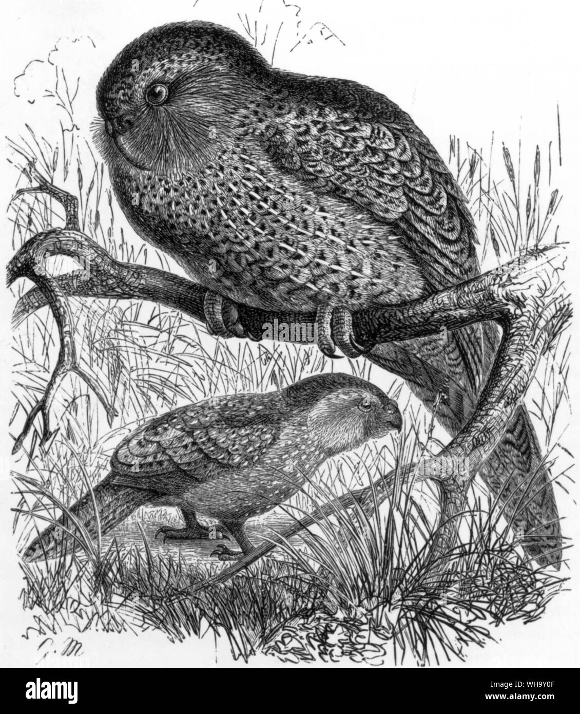 The Kakapo (Strigops habroptilus) of New Zealand, one of the world's ...