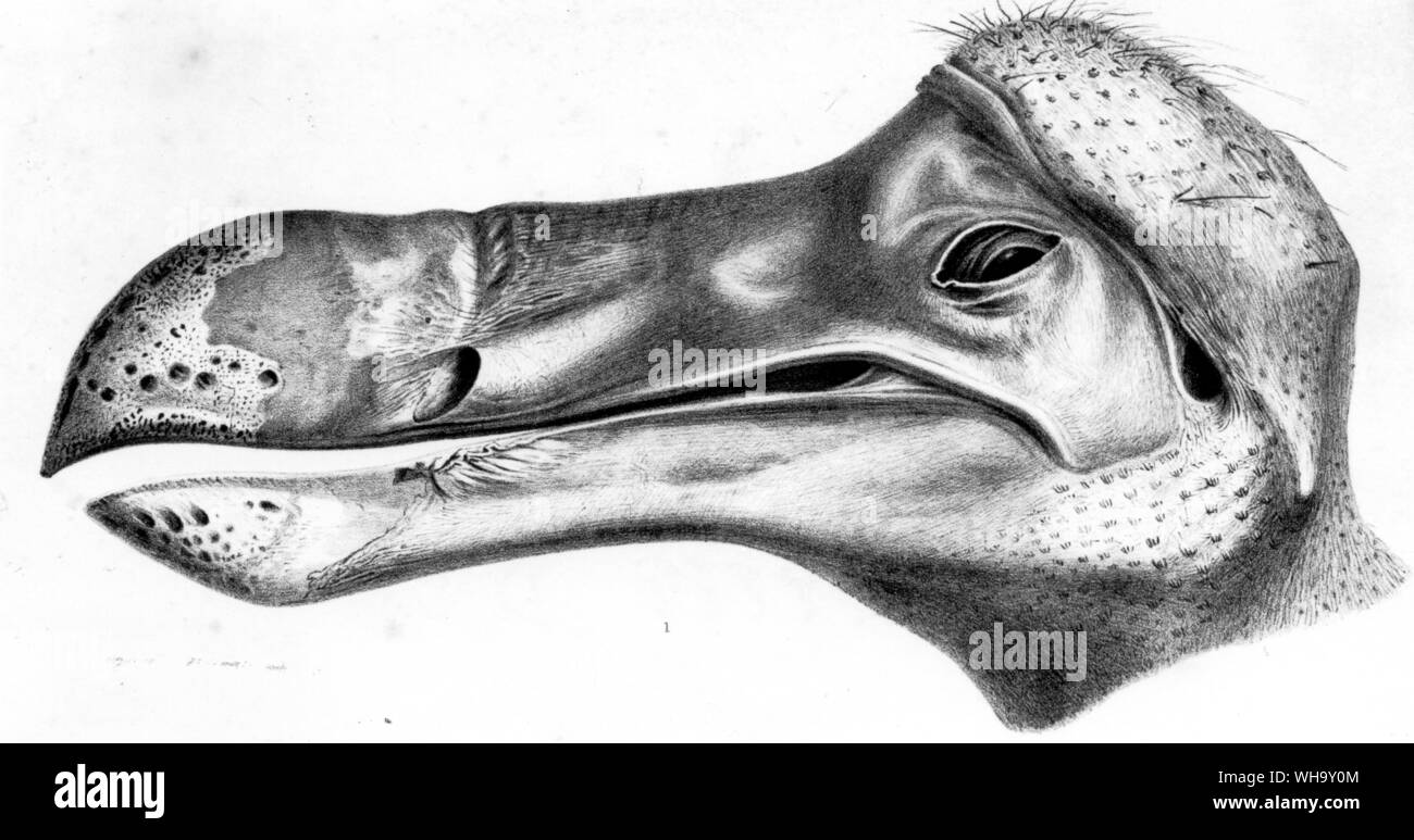 The dodo and its kindred Black and White Stock Photos & Images - Alamy