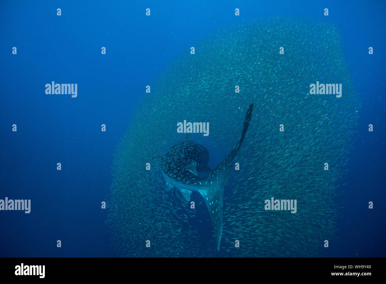Shark predation hi-res stock photography and images - Alamy