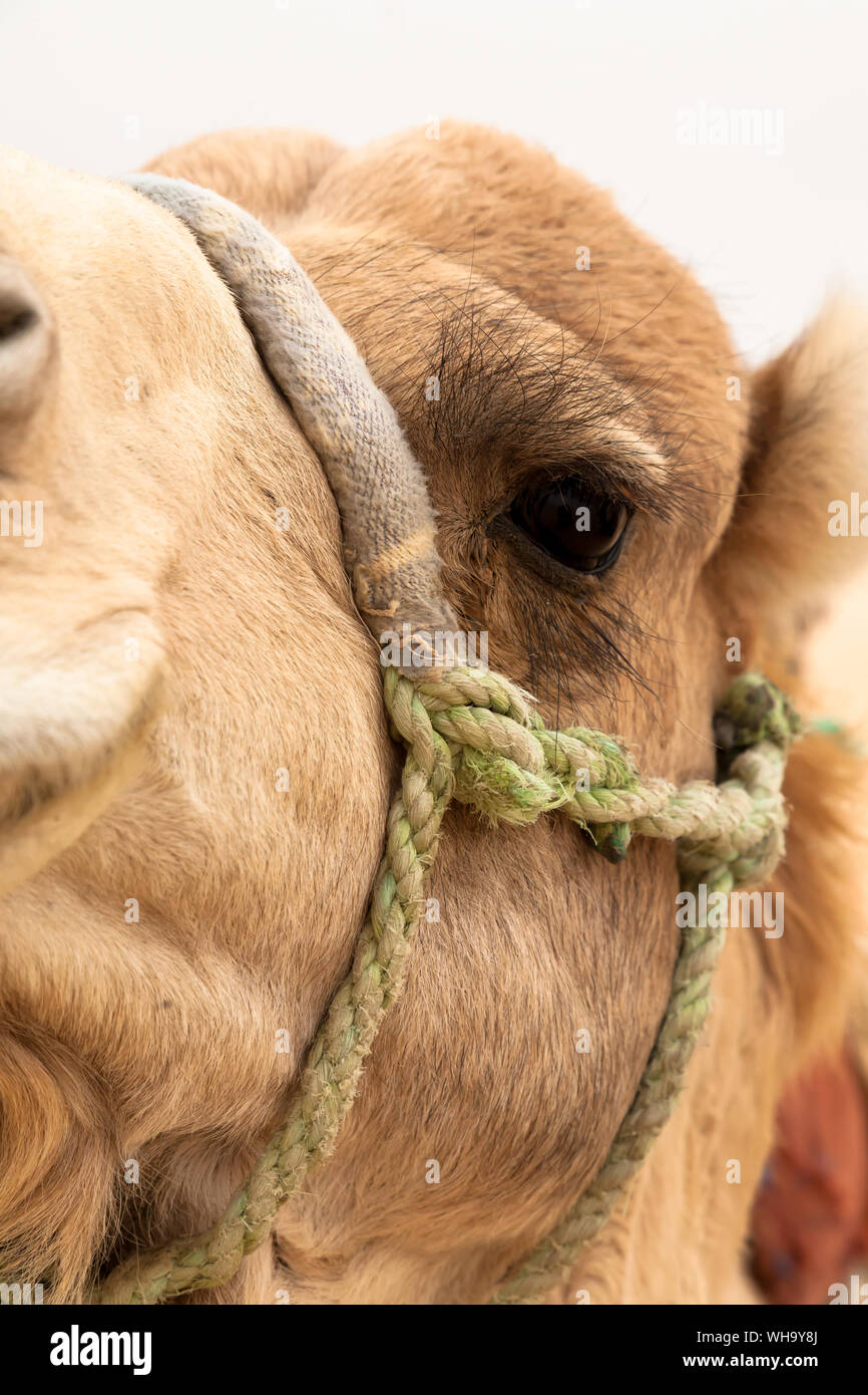 Camel detail hi-res stock photography and images - Alamy