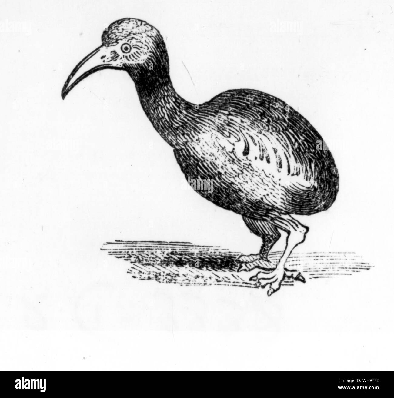 Mauritius Red Hen by Pieter van den Broecke, 1617 Stock Photo - Alamy